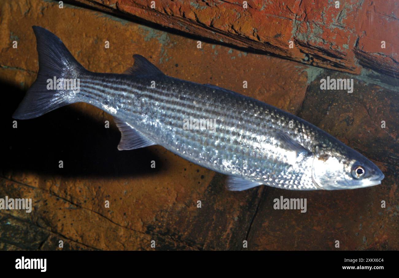 Thick hi-res stock photography and images - Alamy