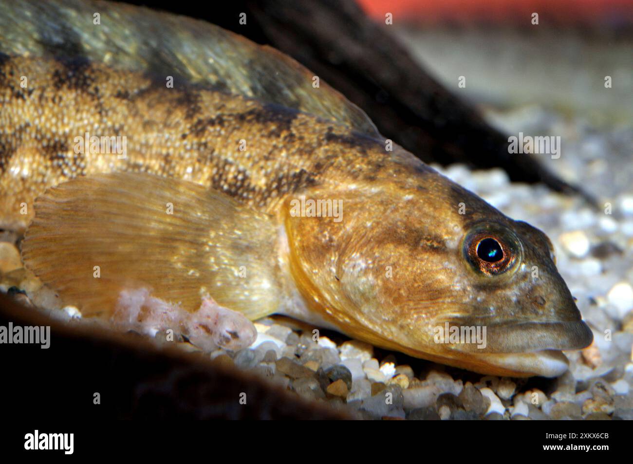 Eelpout fish hi-res stock photography and images - Alamy