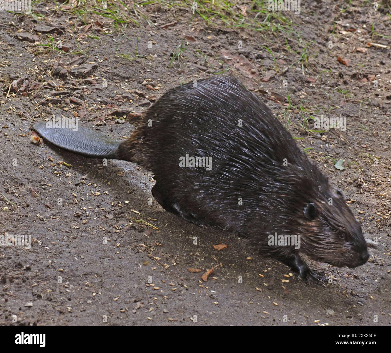 Beaver conservation hi-res stock photography and images - Alamy