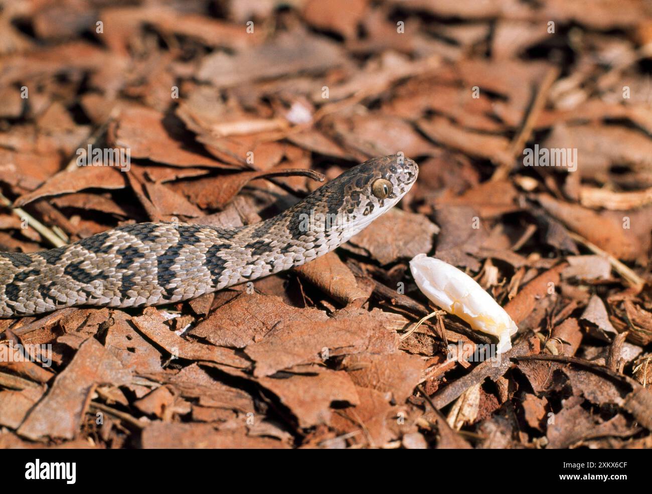 Egg-eating Snake - showing empty egg shell having Stock Photo - Alamy