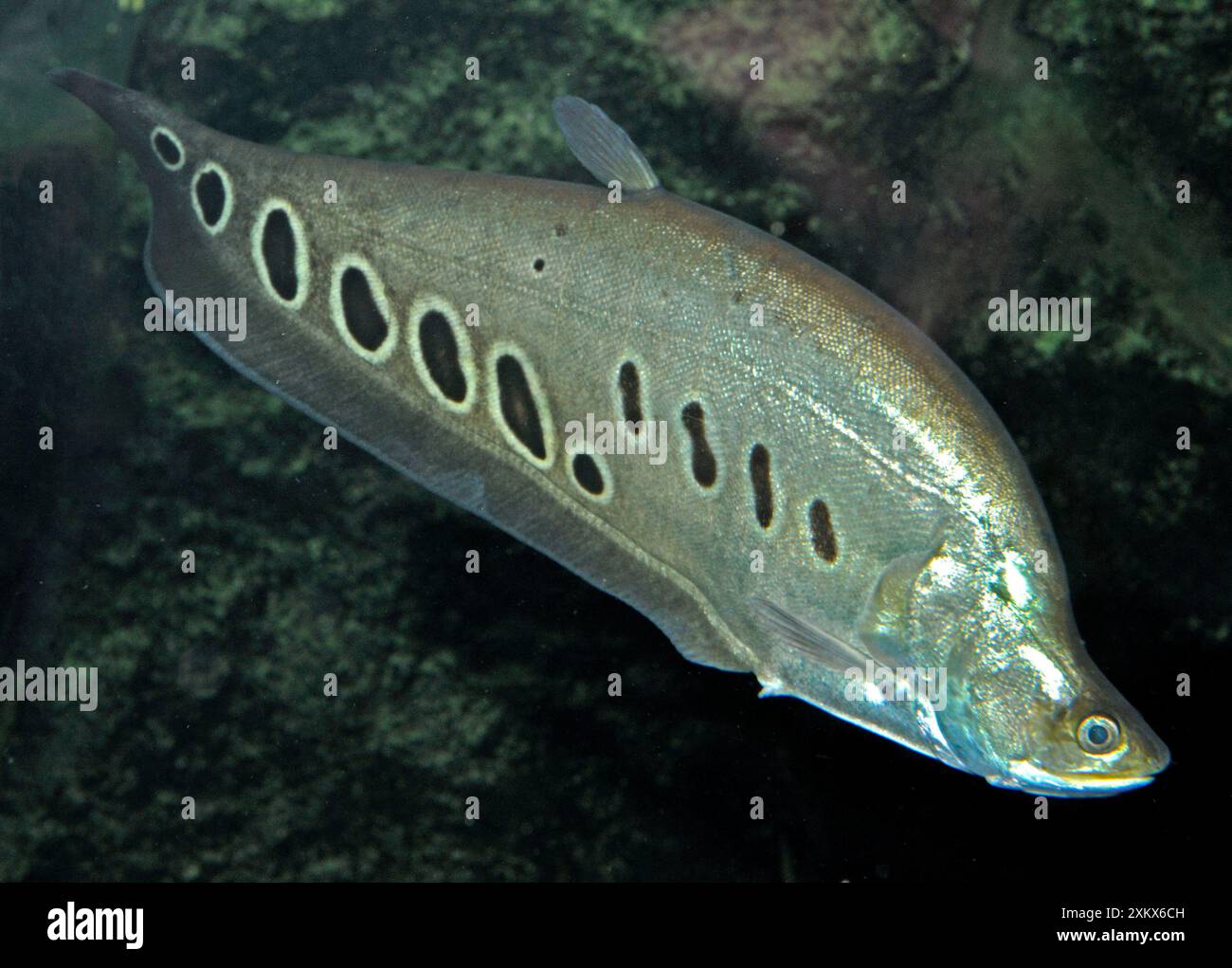 Banded Featherback / Ghost Knife Fish Stock Photo - Alamy