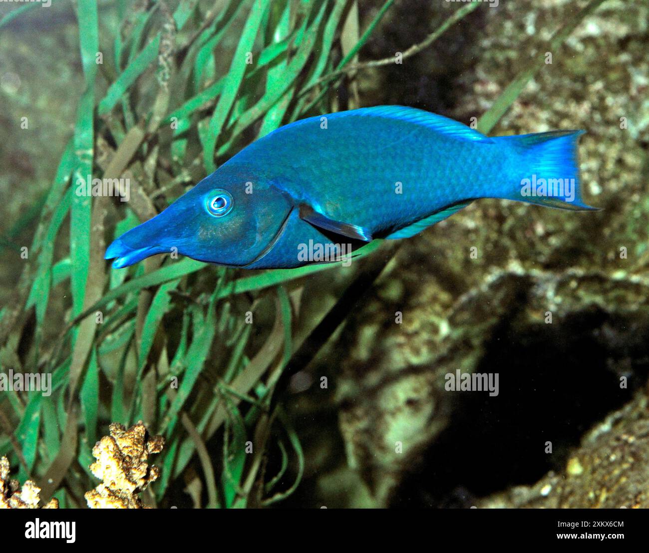 Green Birdmouth Wrasse Stock Photo - Alamy