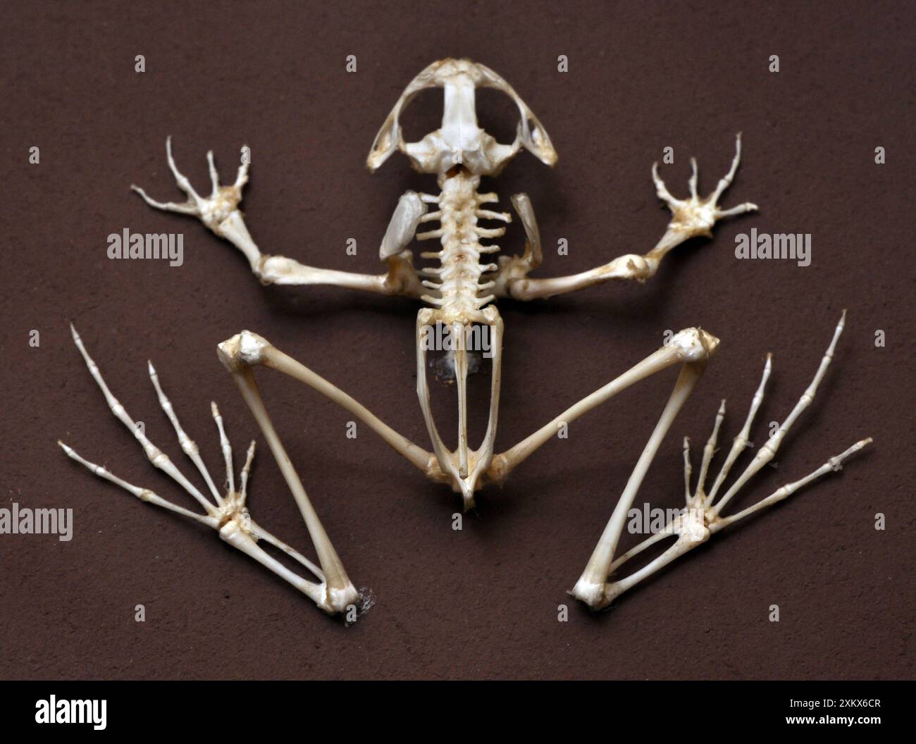 Skeleton frog hi-res stock photography and images - Alamy