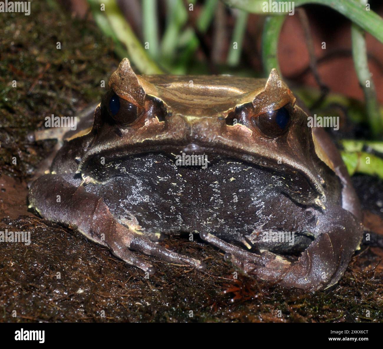Long-nosed Asian Horned Frog Stock Photo - Alamy