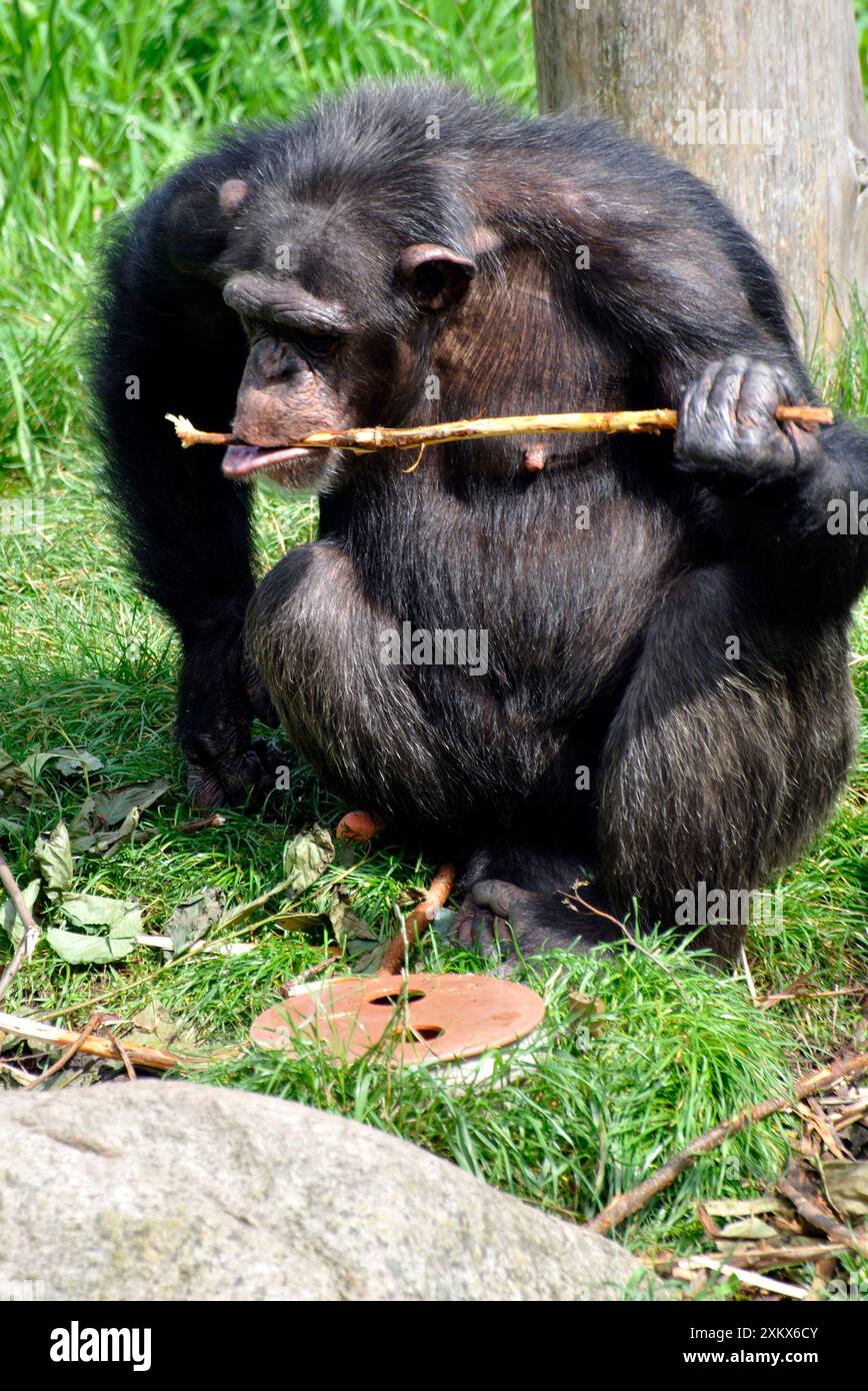 Chimpanzee using a stick to retrieve food from underground Stock Photo ...