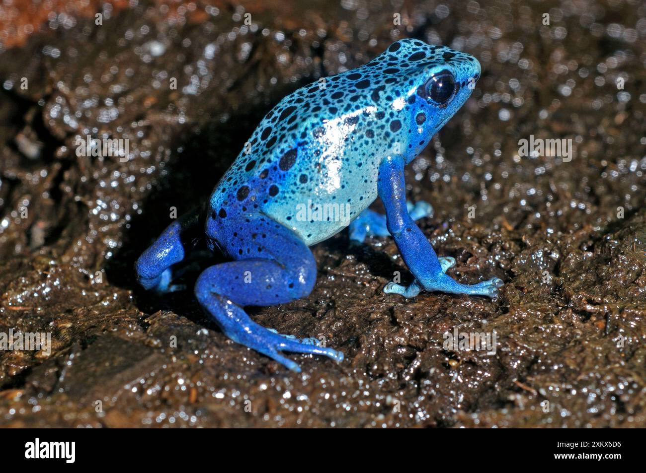 Frog wildlife hi-res stock photography and images - Alamy