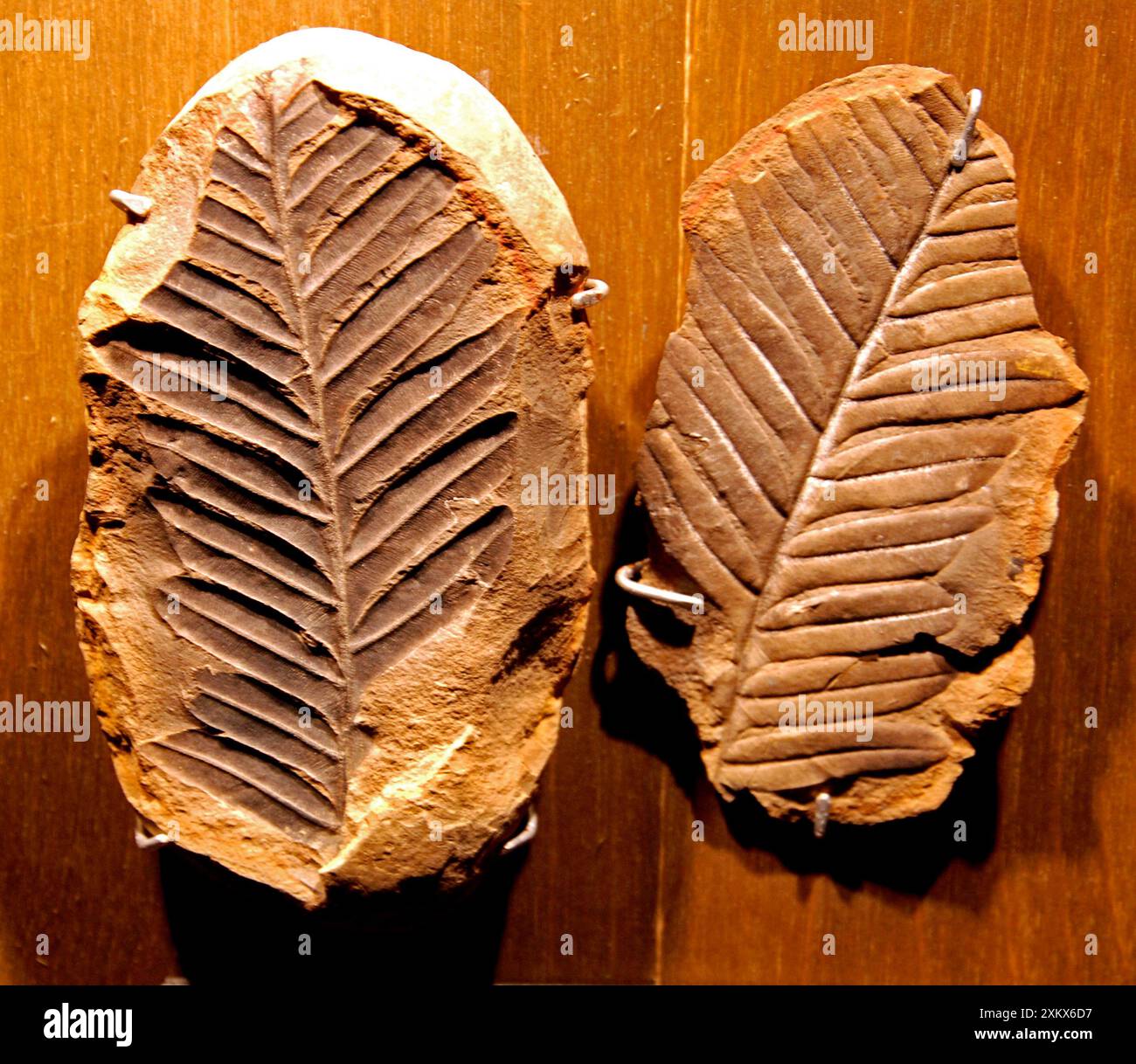 Fossil and its counterpart - Pteridosperm from Stock Photo - Alamy