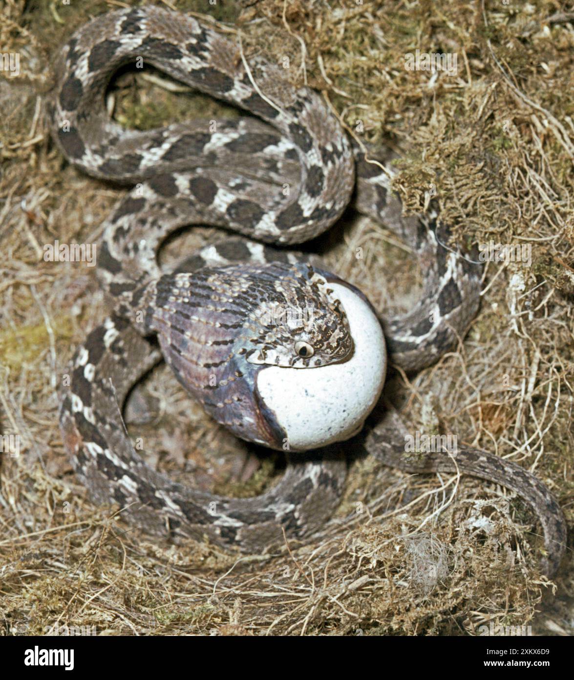 Egg Eating Snake - forcing the egg into its throat Stock Photo - Alamy