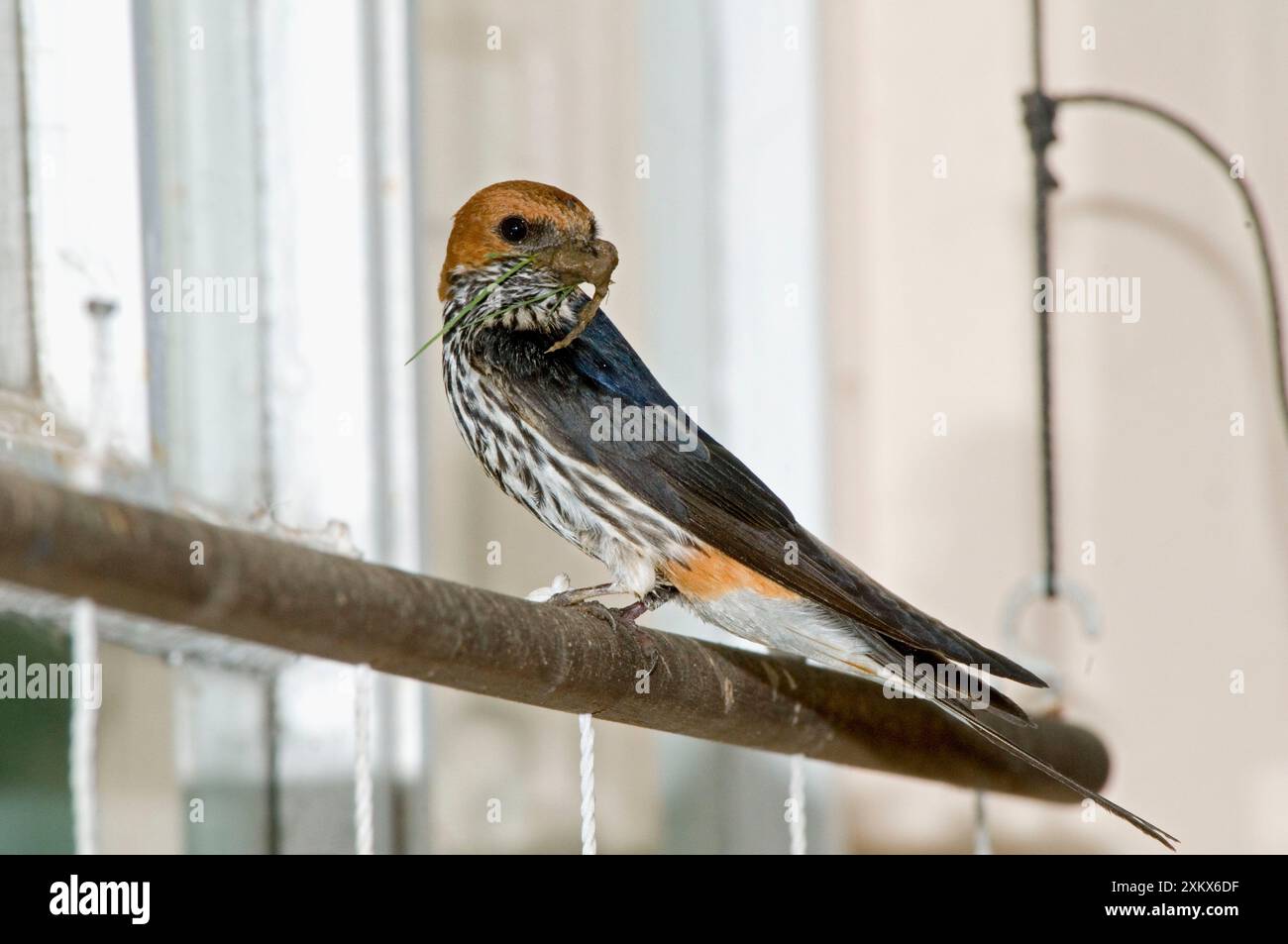 Lesser Striped Swallow - with beak full of mud Stock Photo - Alamy