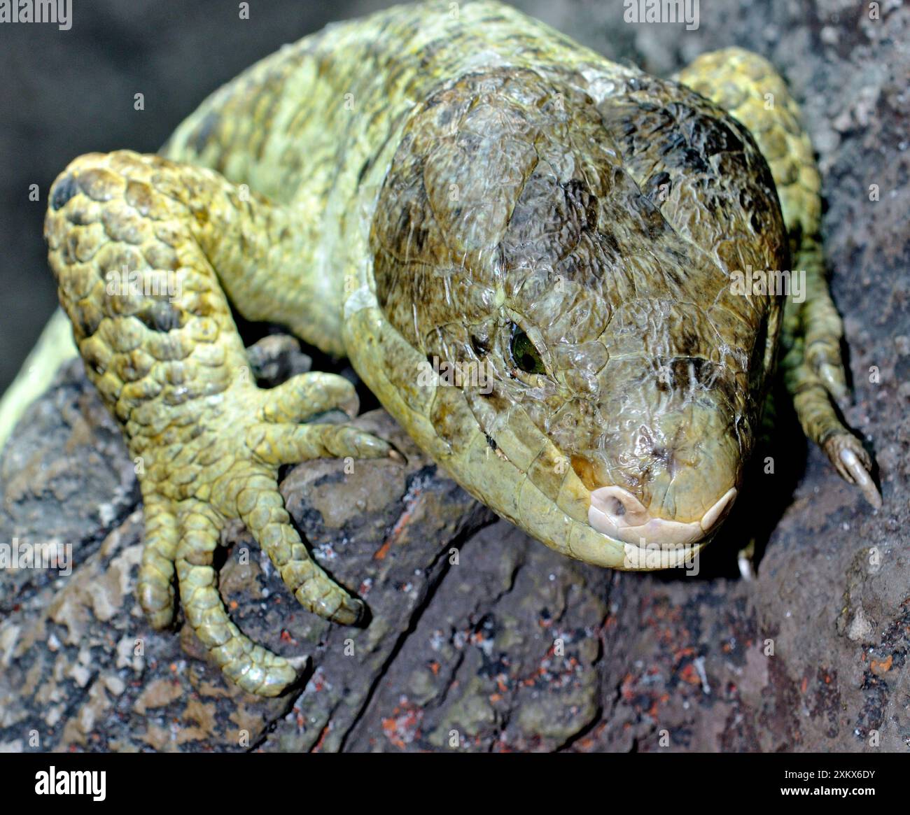 Solomon Islands Giant Skink Stock Photo - Alamy