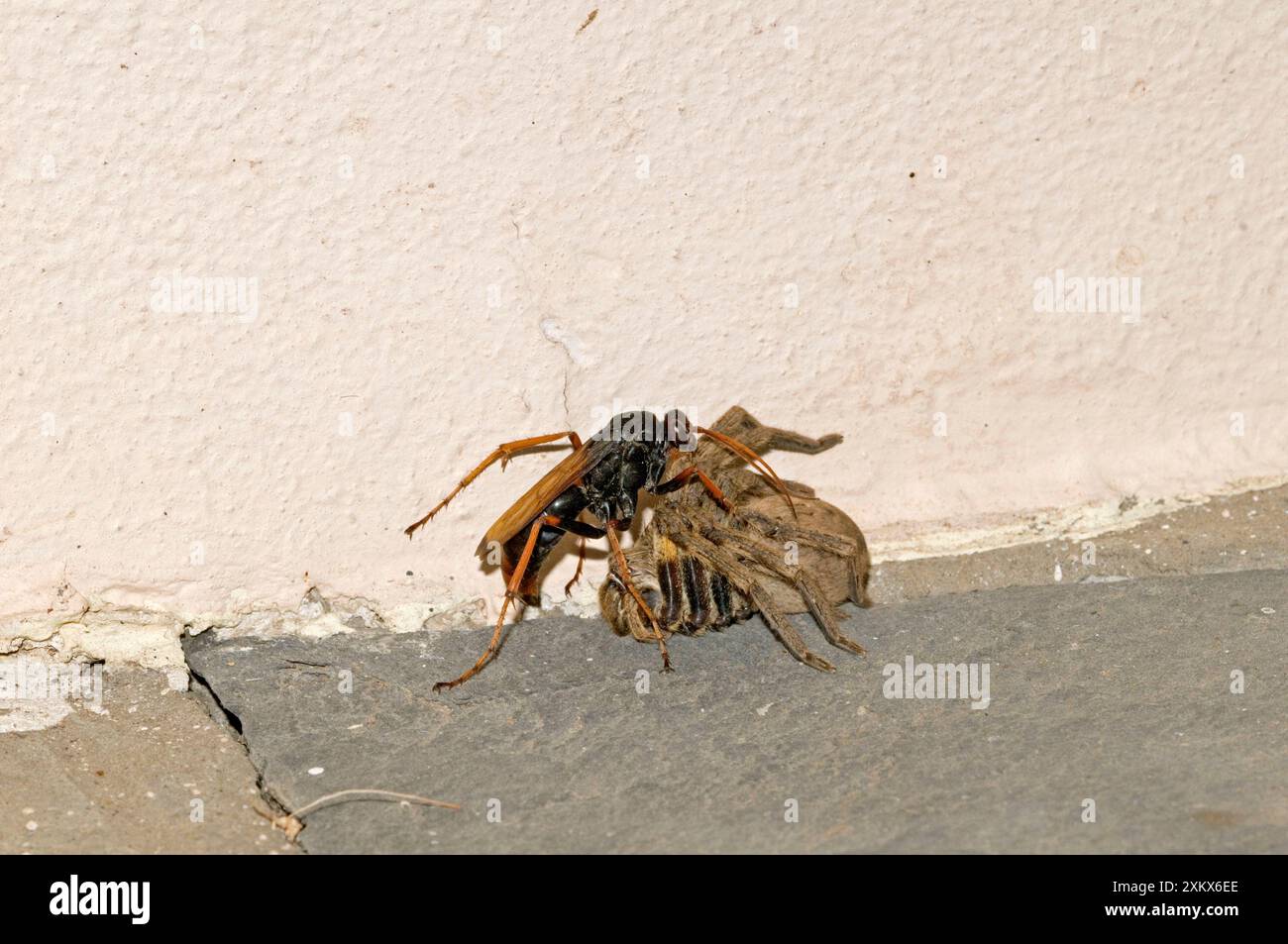 Spider-hunting Wasp - attending to its paralysed Stock Photo - Alamy