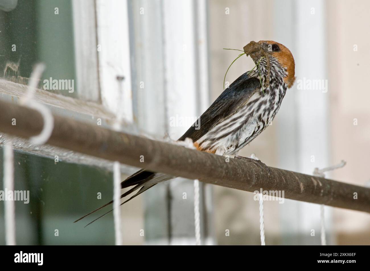Lesser Striped Swallow - with beak full of mud Stock Photo - Alamy