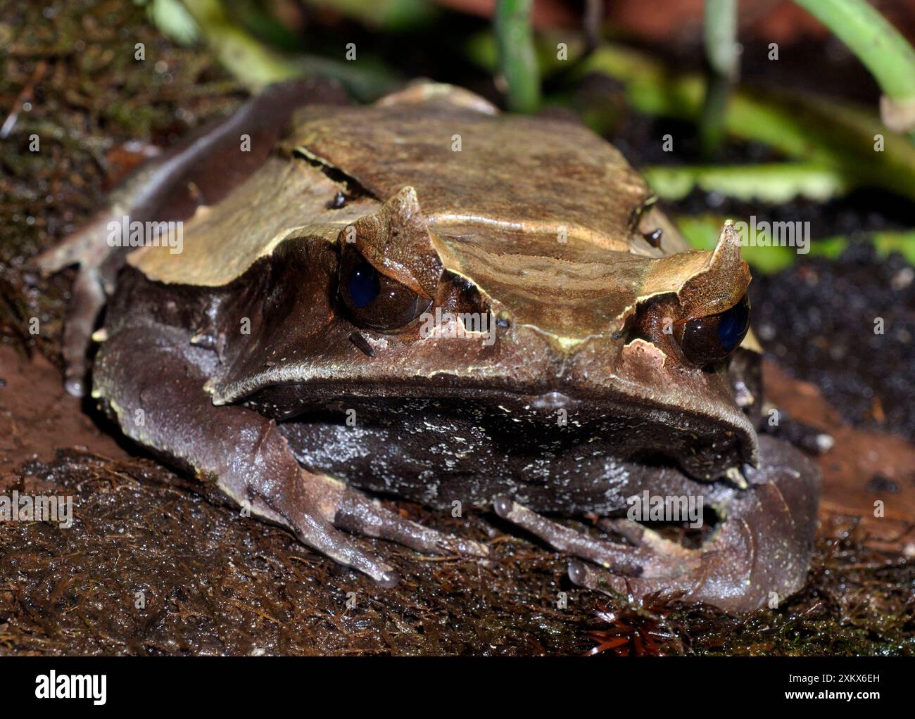 Long-nosed Asian Horned Frog Stock Photo - Alamy