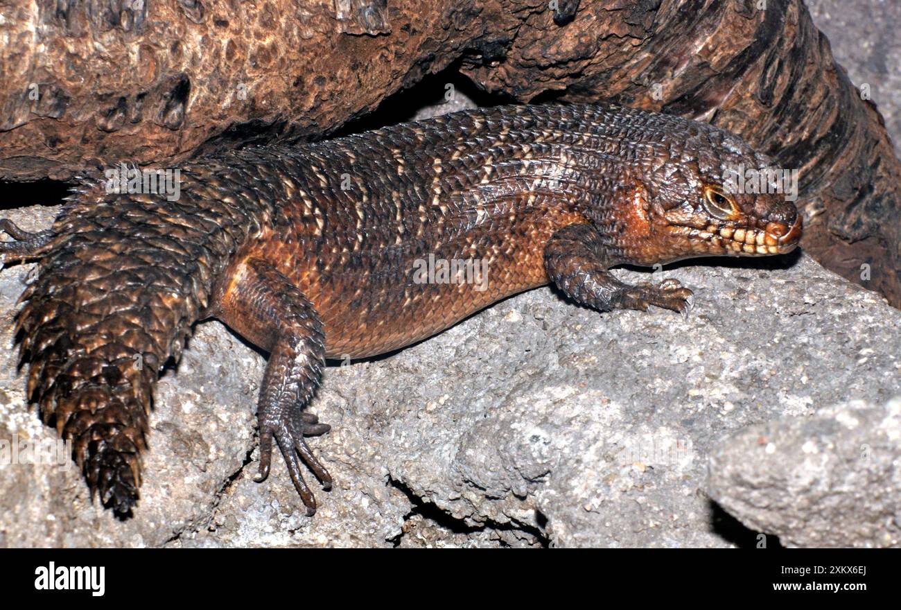 Gidgee hi-res stock photography and images - Alamy