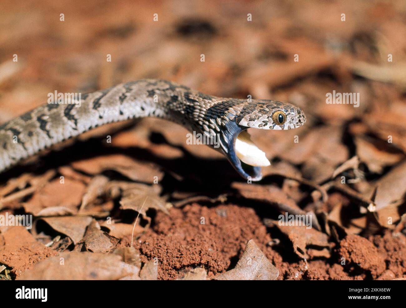 Egg-eating Snake - discarding egg after eating Stock Photo - Alamy