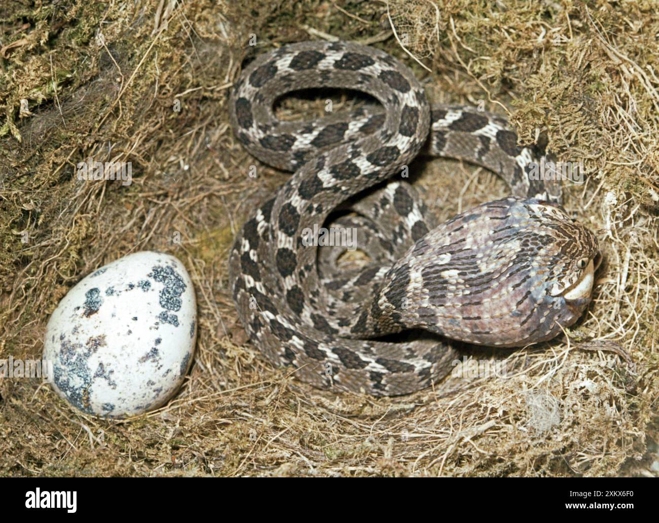 Egg eating snake hi-res stock photography and images - Alamy