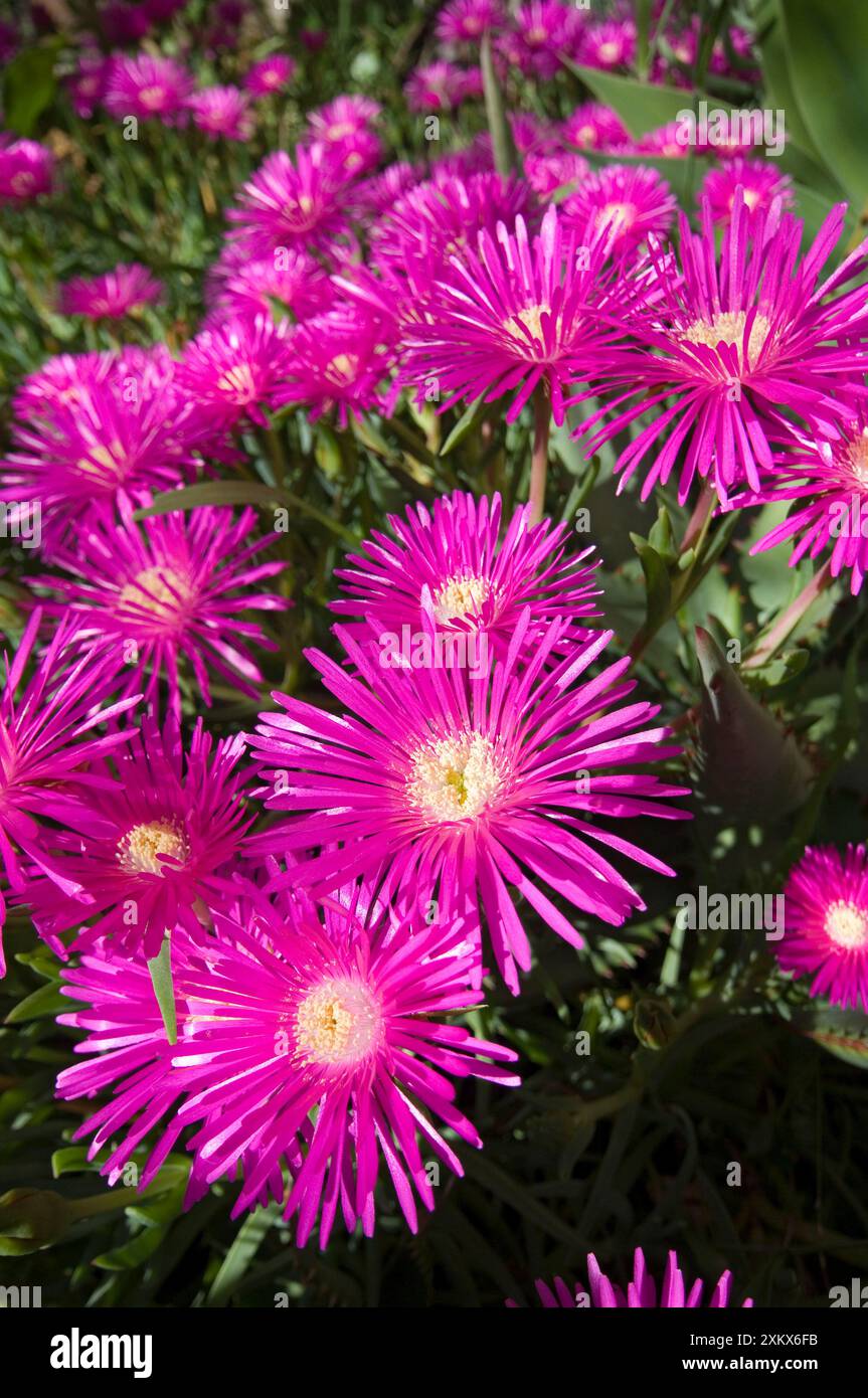 Mesemb hi-res stock photography and images - Alamy