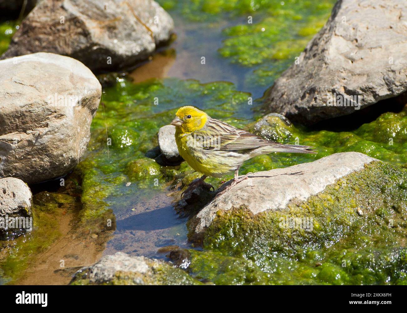 Canary - male by water Stock Photo - Alamy