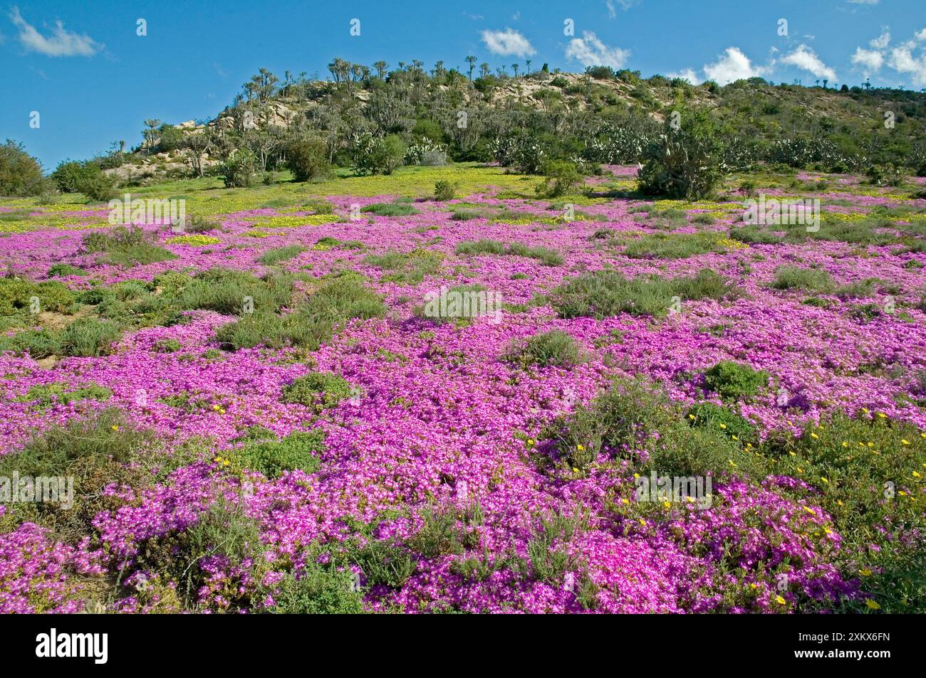 Mesembs / Vygies in flower after spring rains Stock Photo - Alamy