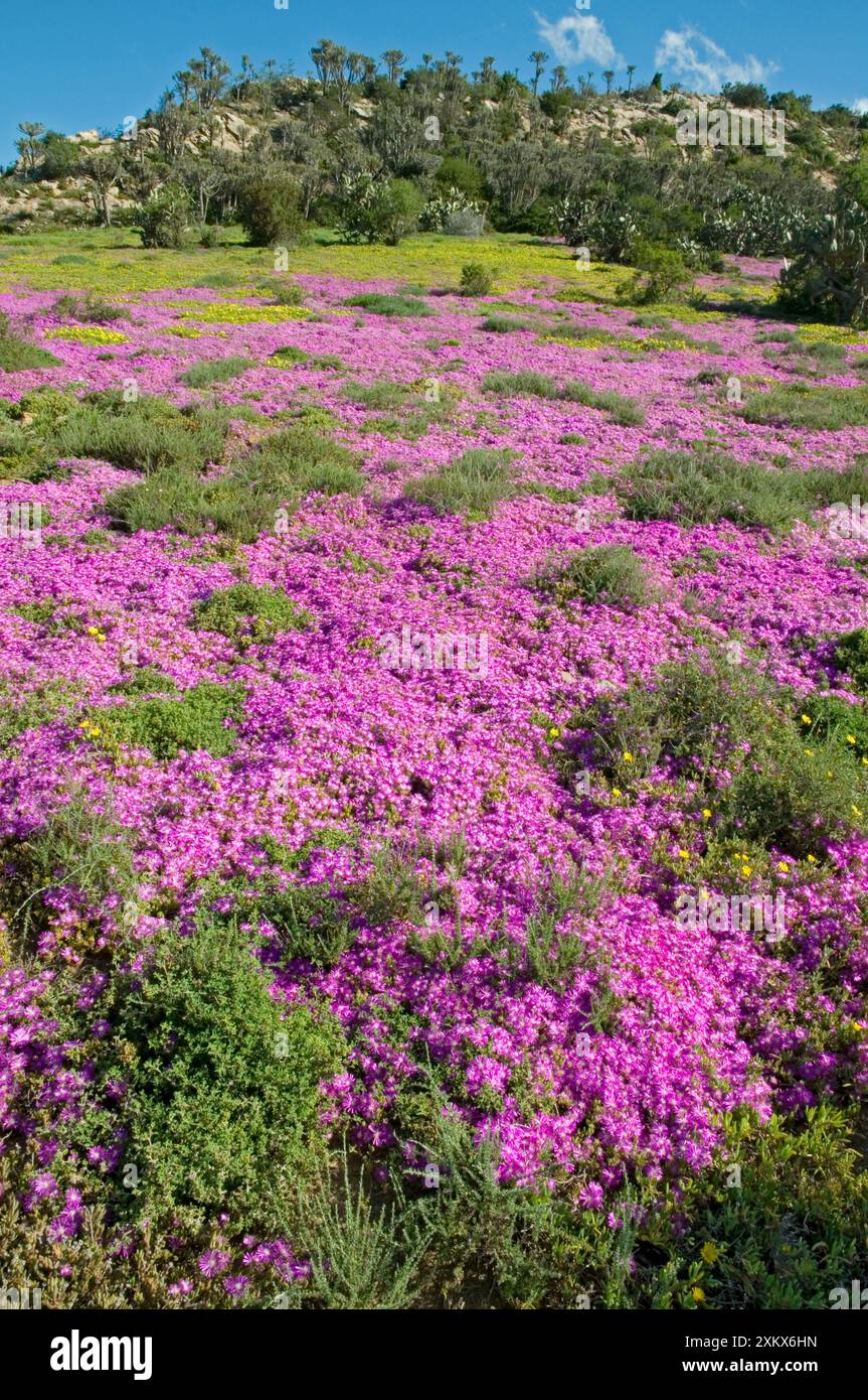 Mesembs / Vygies in flower after spring rains Stock Photo - Alamy