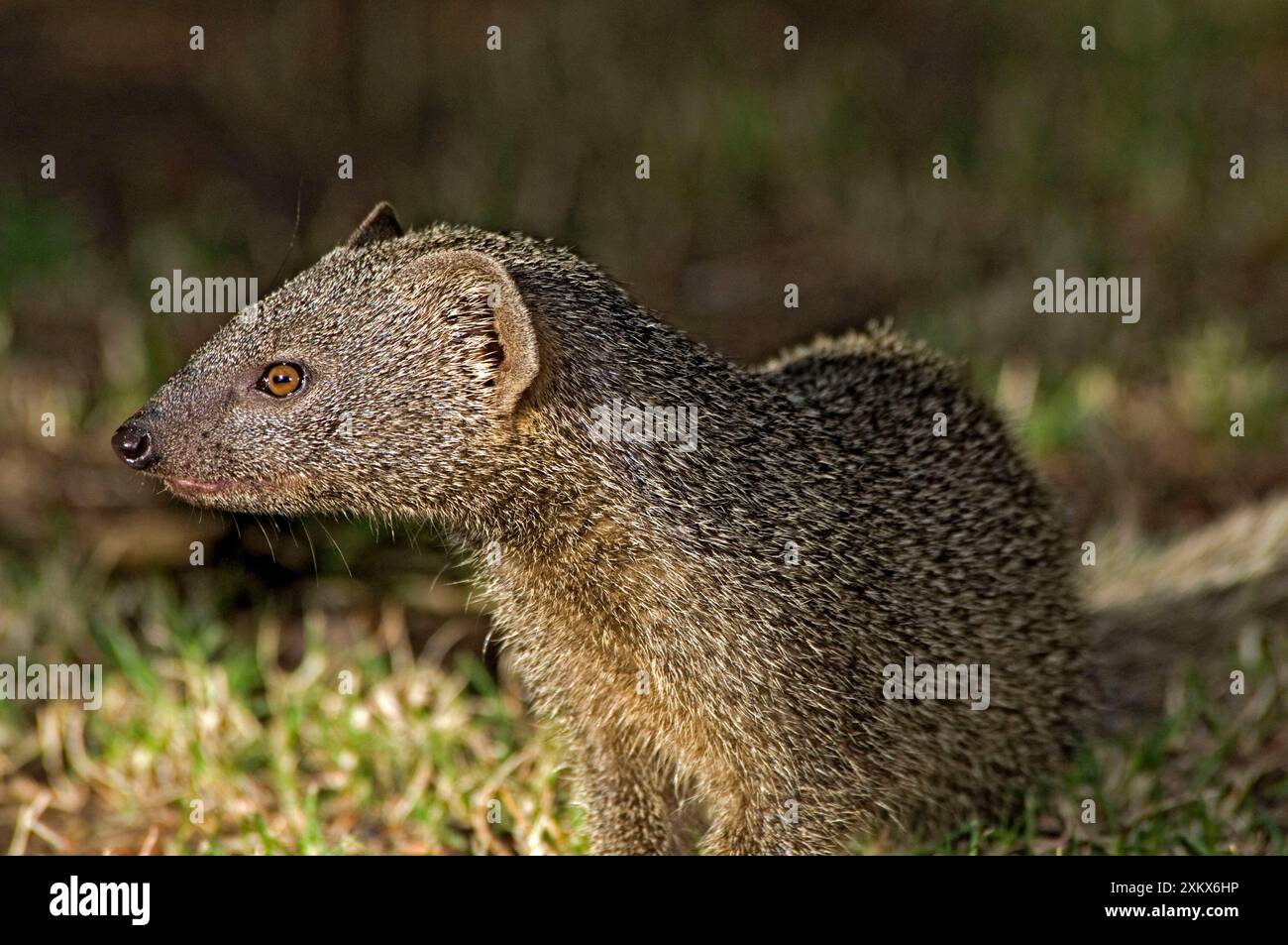 Lesser Grey Mongoose Stock Photo - Alamy