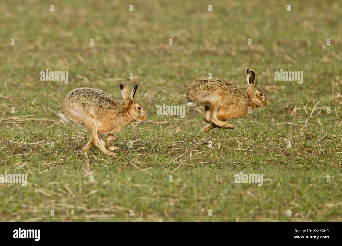 Brown Hares - running across field - February Stock Photo - Alamy