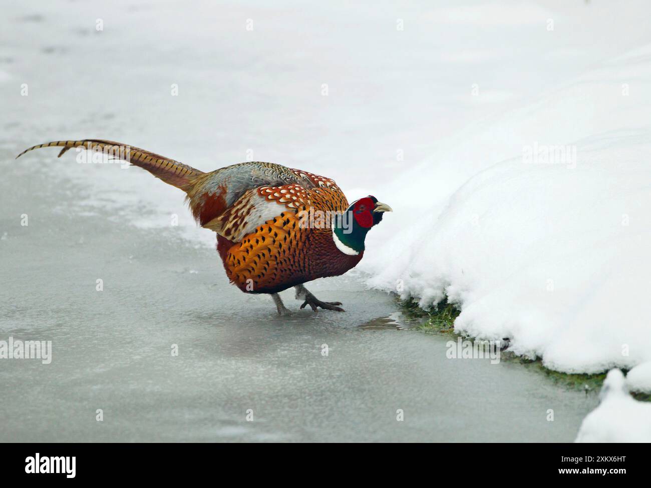 Pond pheasant hi-res stock photography and images - Alamy