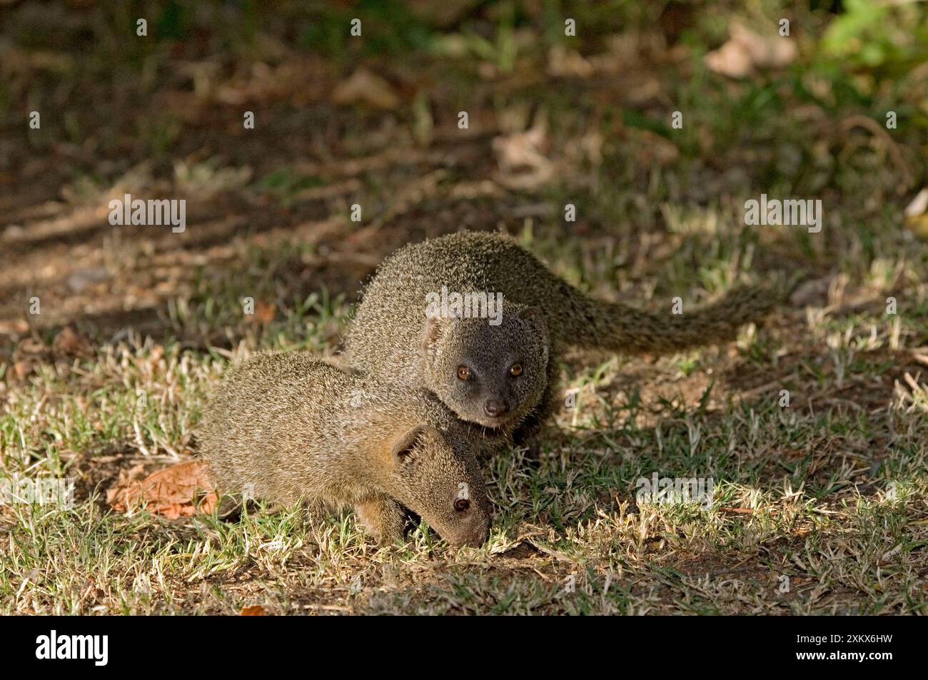 Lesser Grey Mongoose Stock Photo - Alamy