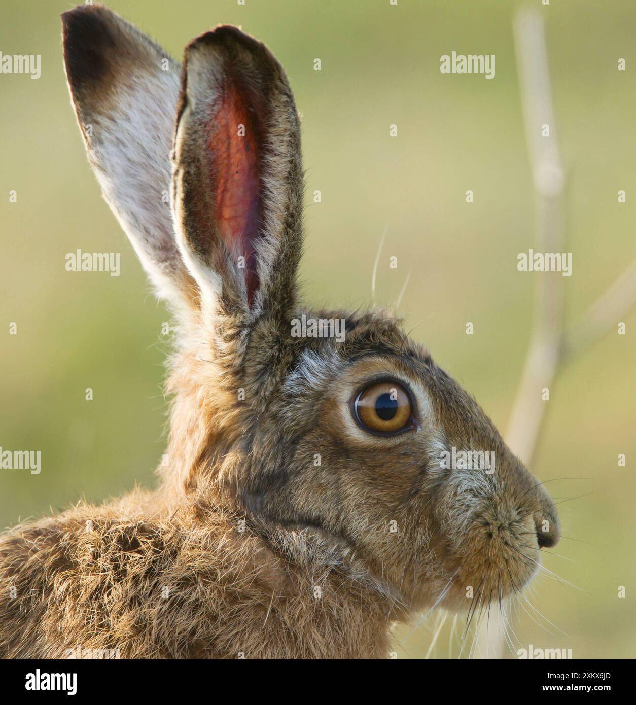 March hare hi-res stock photography and images - Alamy