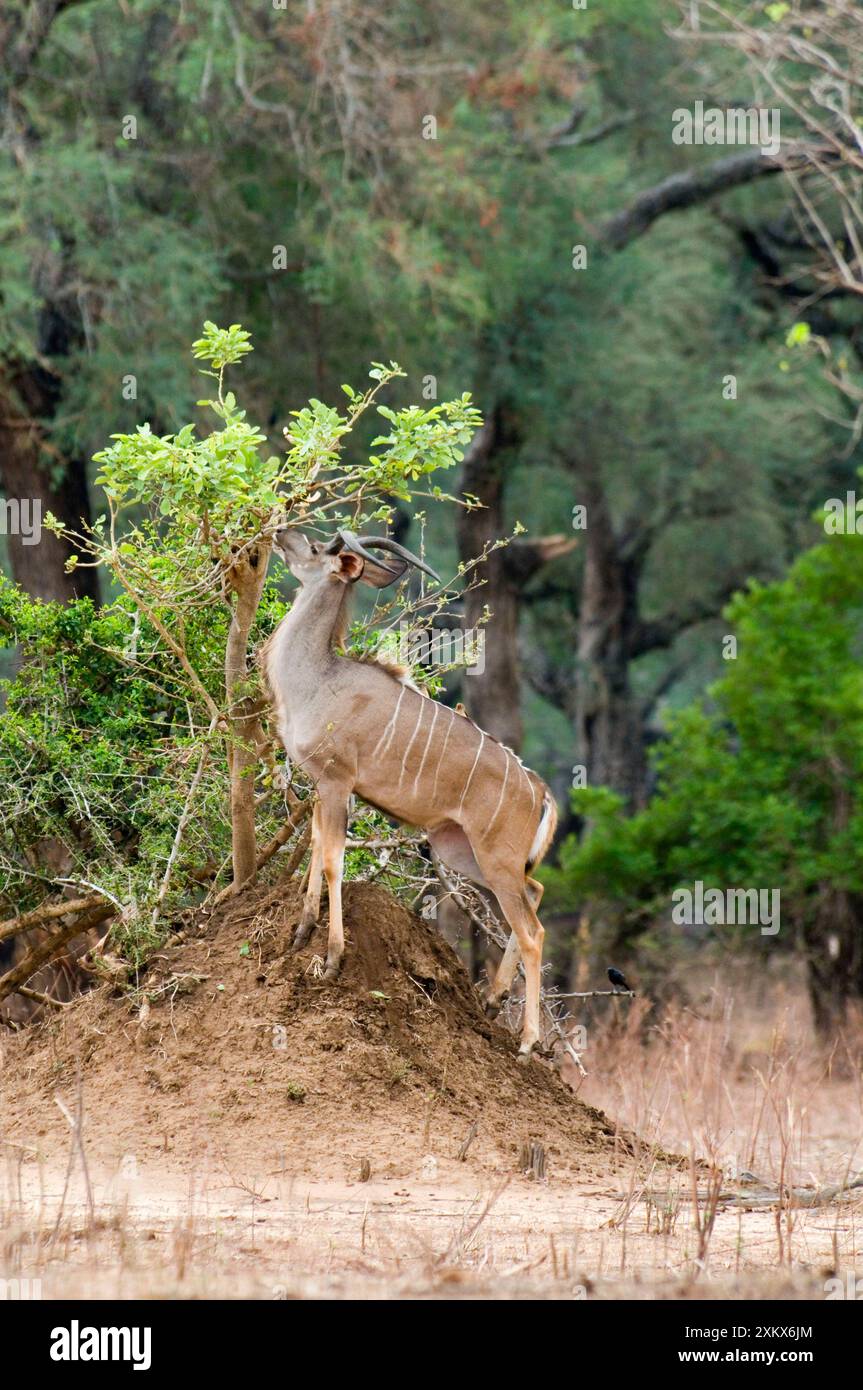 Kudu - bull browzing on freshly shooting shrub Stock Photo - Alamy