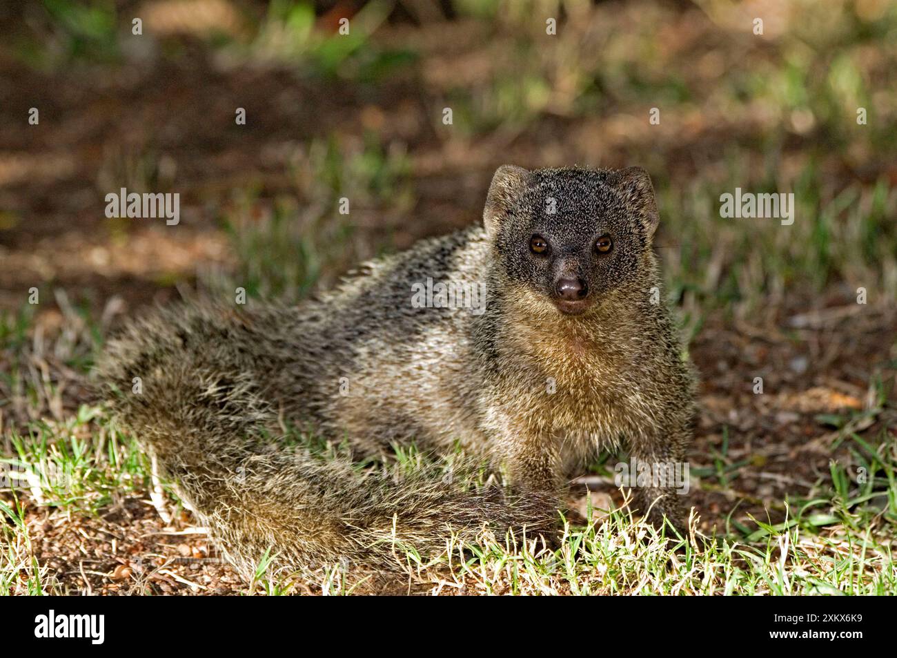 Lesser Grey Mongoose Stock Photo - Alamy