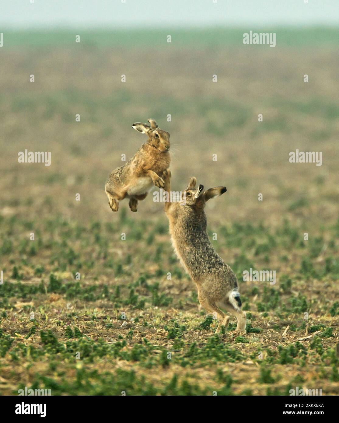 Boxing march hi-res stock photography and images - Alamy