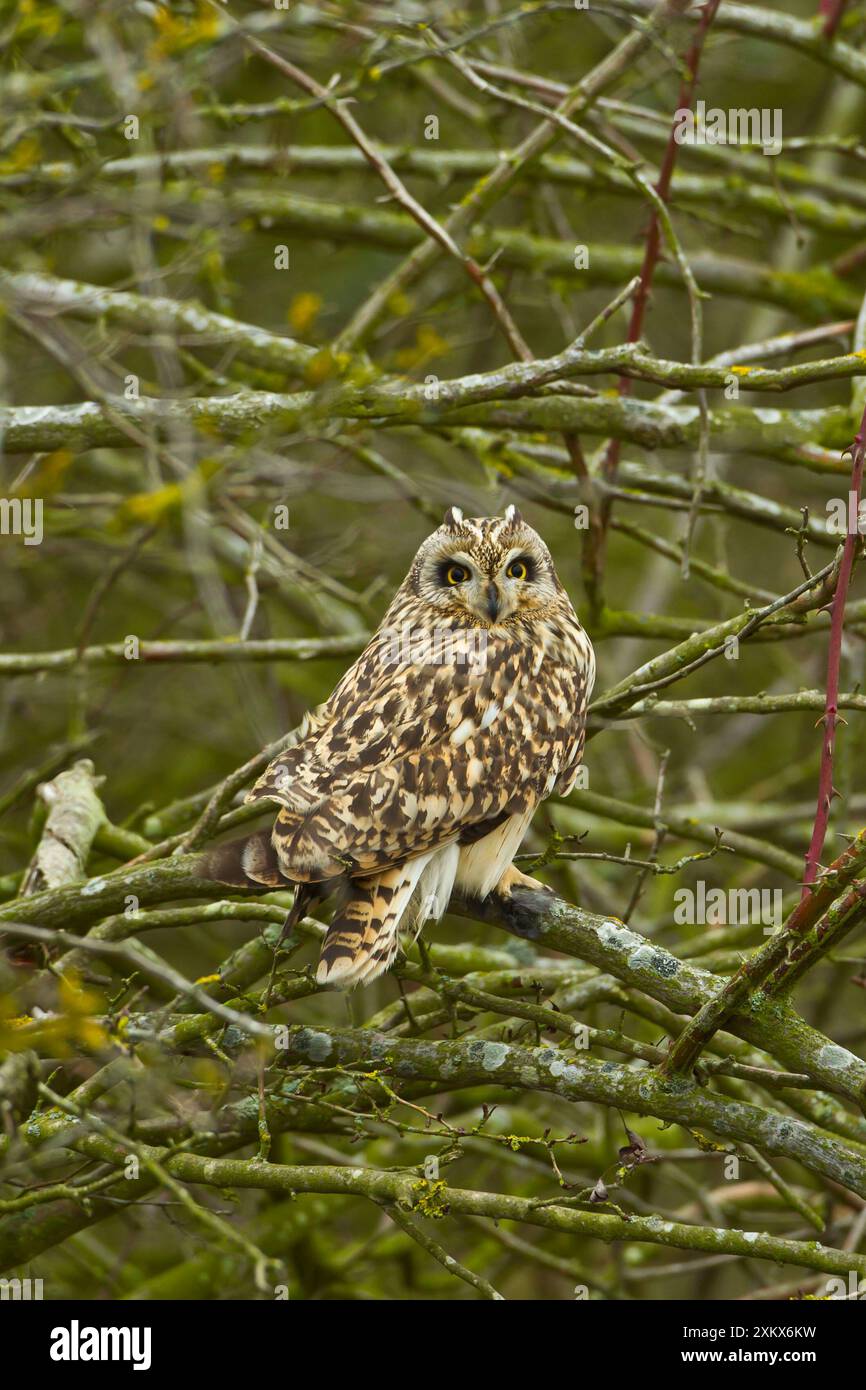 Short-eared Owl - perched in roost - March Stock Photo - Alamy