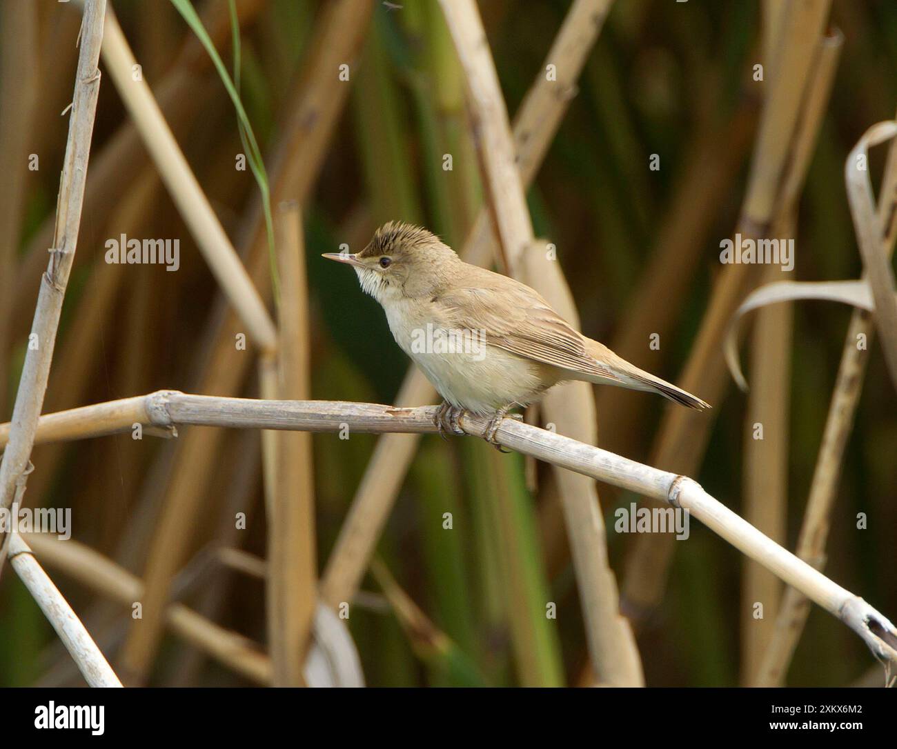 Reed bed wildlife hi-res stock photography and images - Alamy
