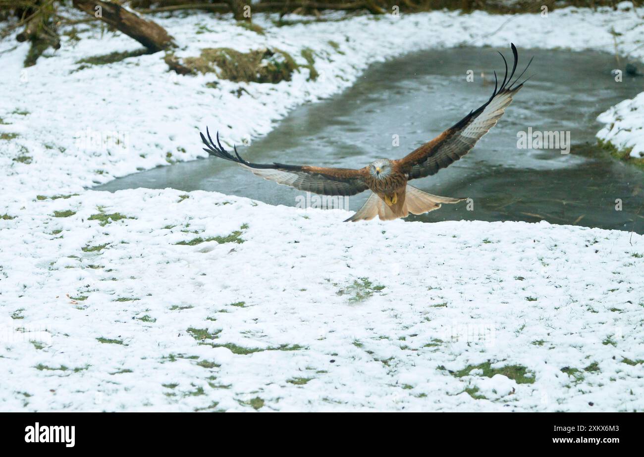 Red Kite - in flight above snow - February Stock Photo - Alamy