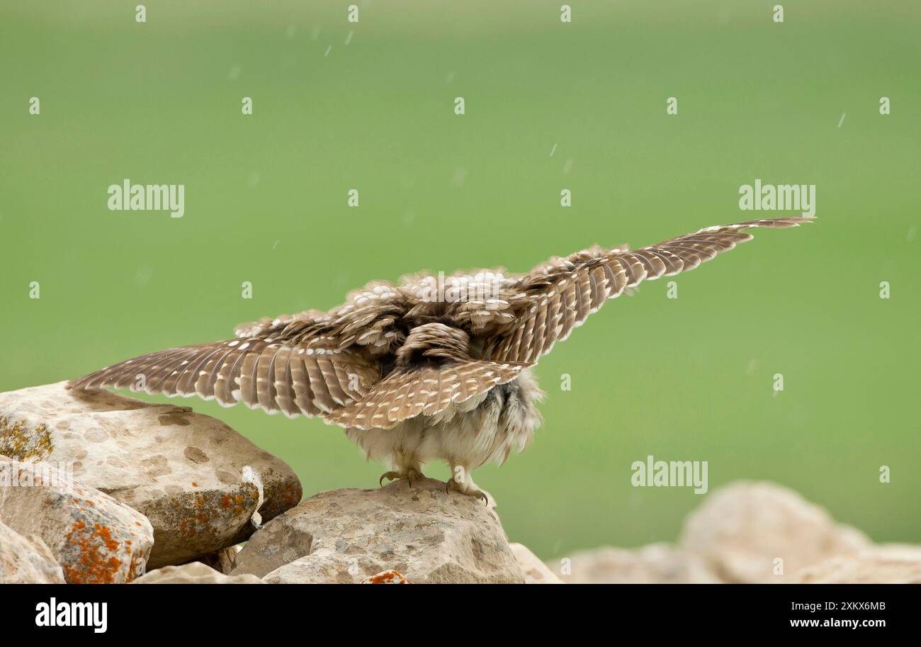 Little owl wings stretching hi-res stock photography and images - Alamy