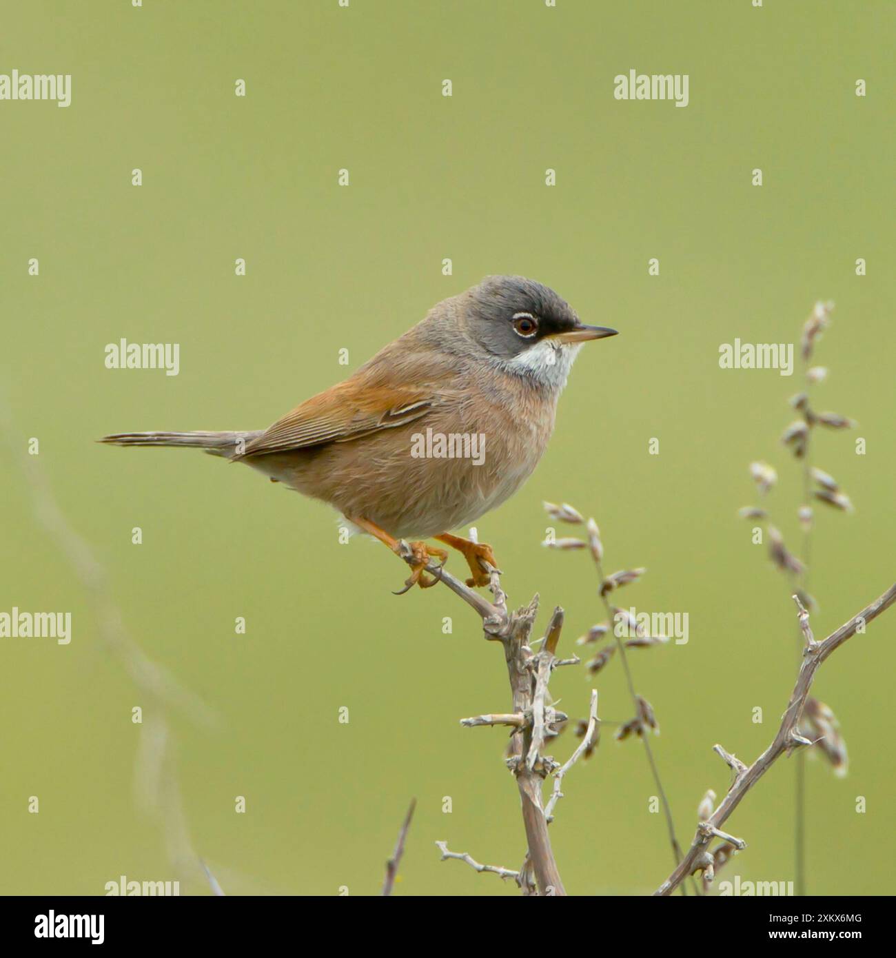 March for the animals hi-res stock photography and images - Alamy