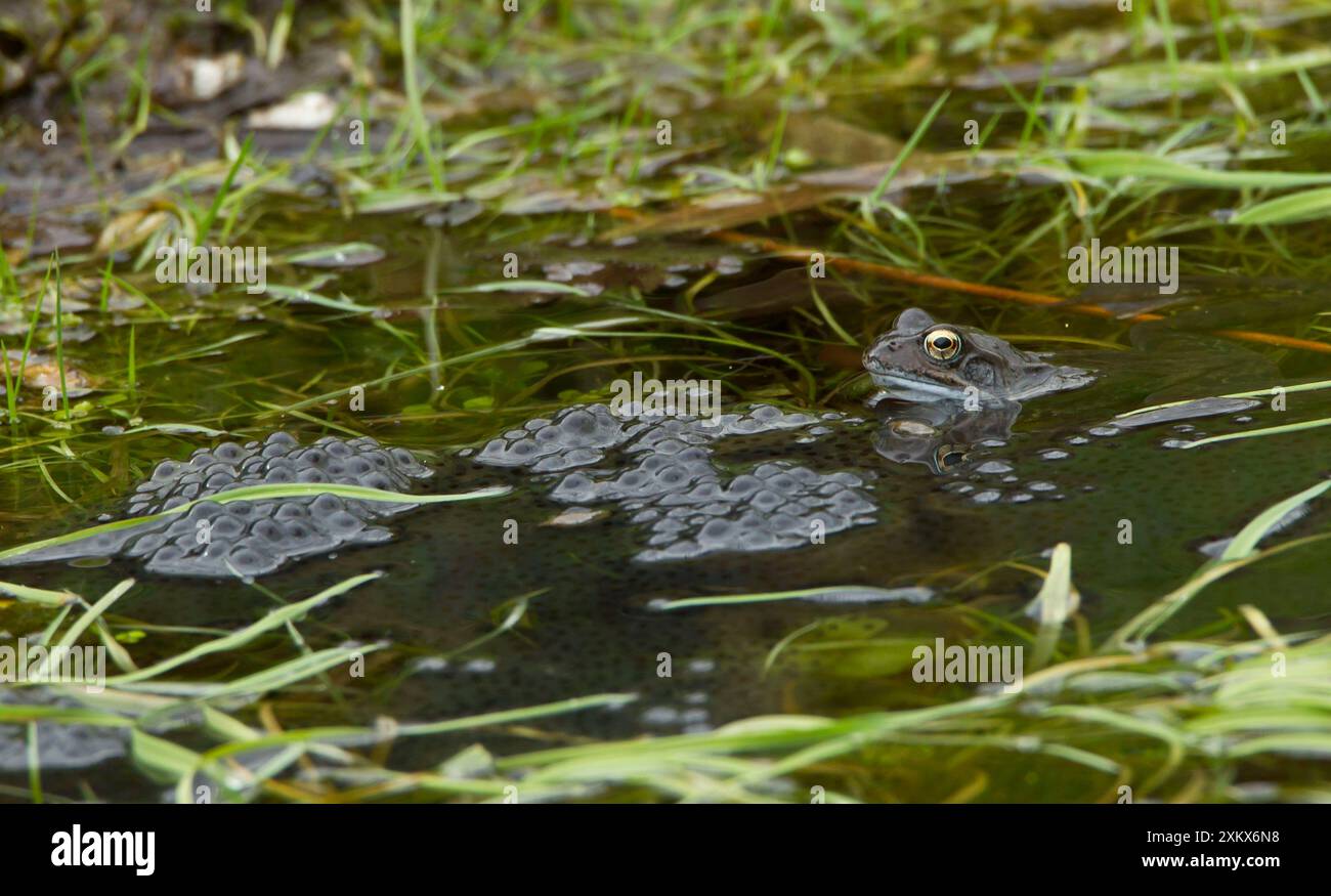Common Frog - with its spawn in garden pond - March Stock Photo - Alamy