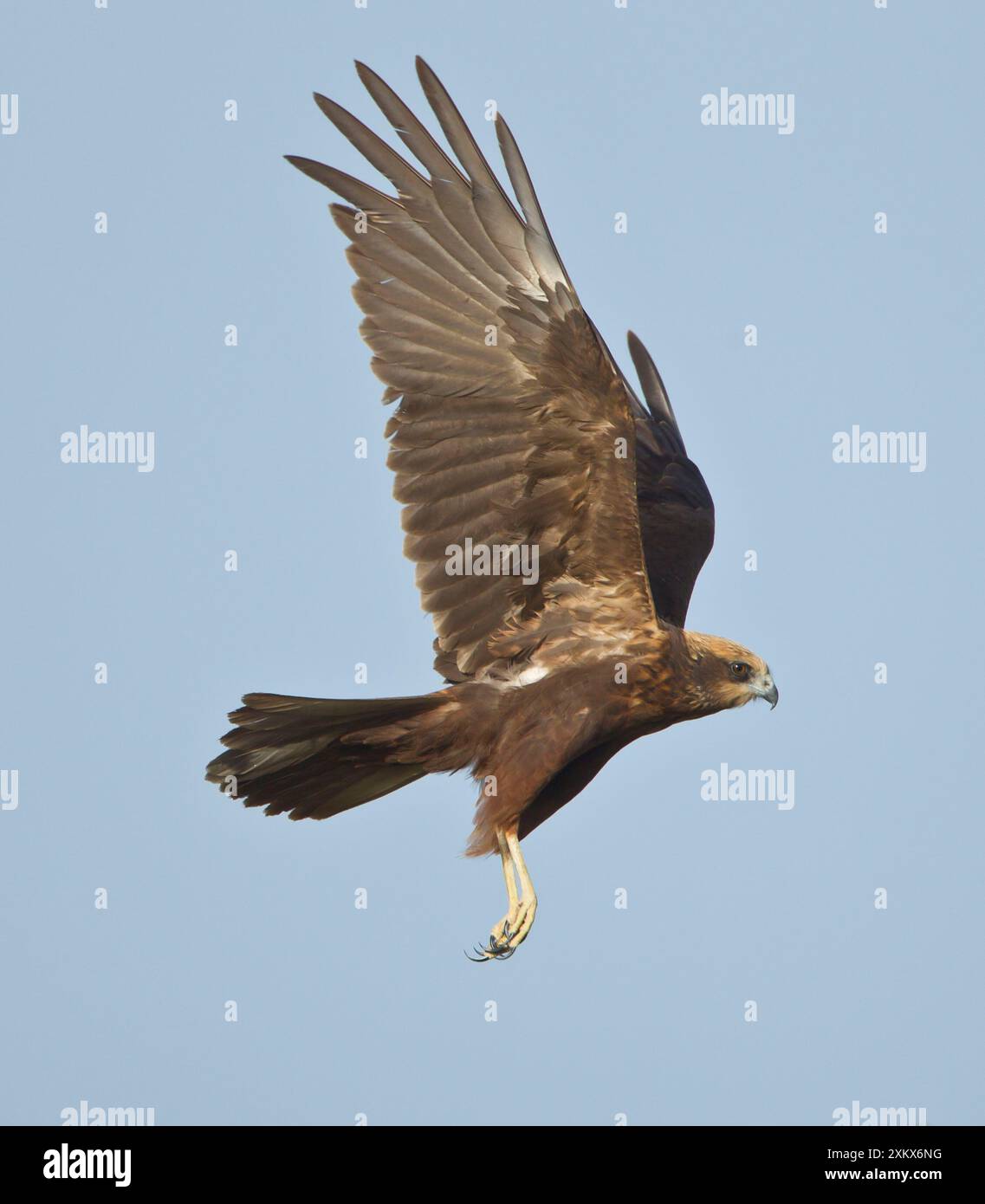 Marsh Harrier - in flight hunting for food - April Stock Photo - Alamy