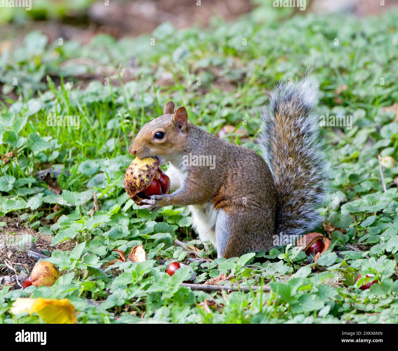 Grey squirrel eating horse chestnut hi-res stock photography and images ...