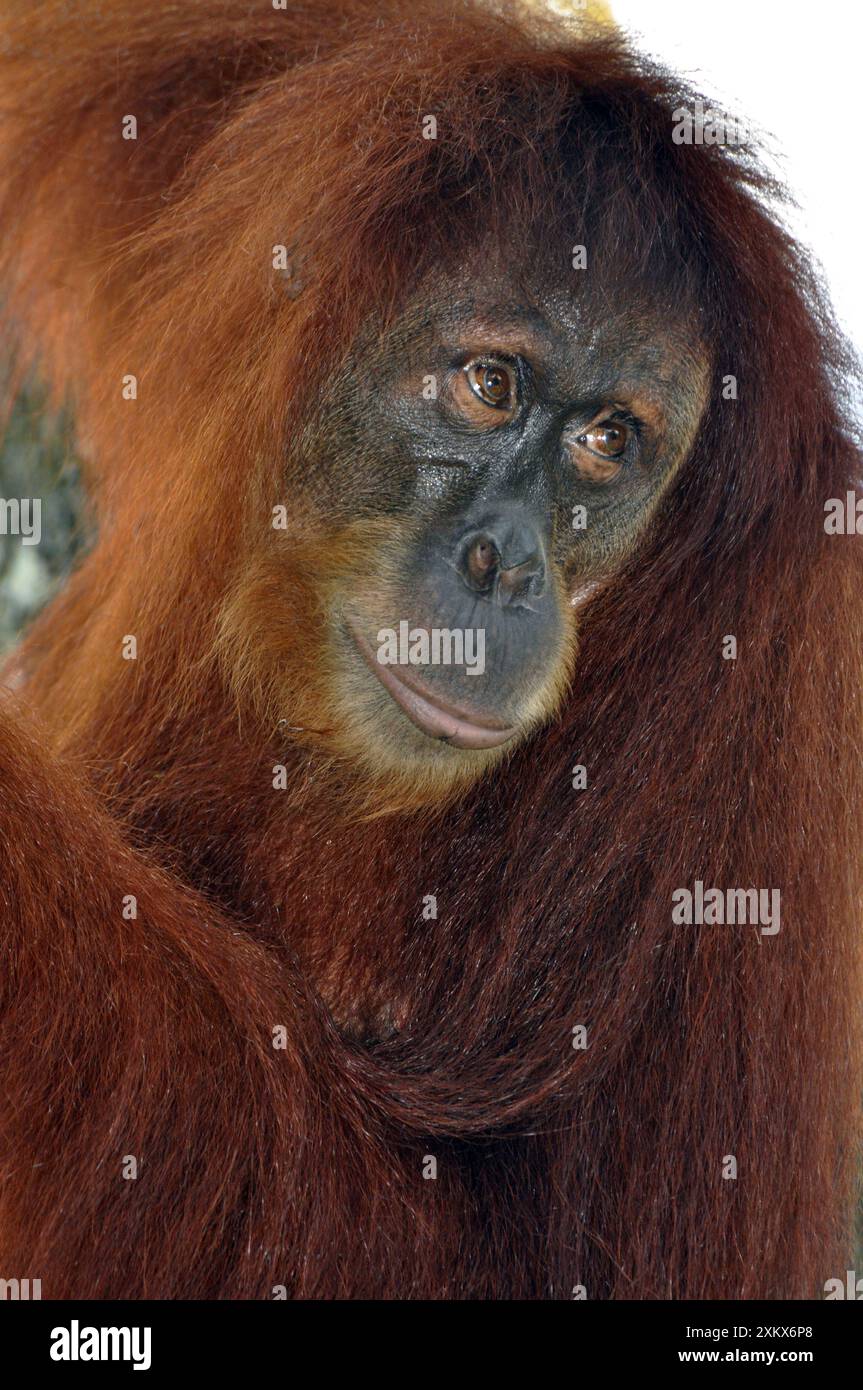 Orang Utan - female Stock Photo - Alamy