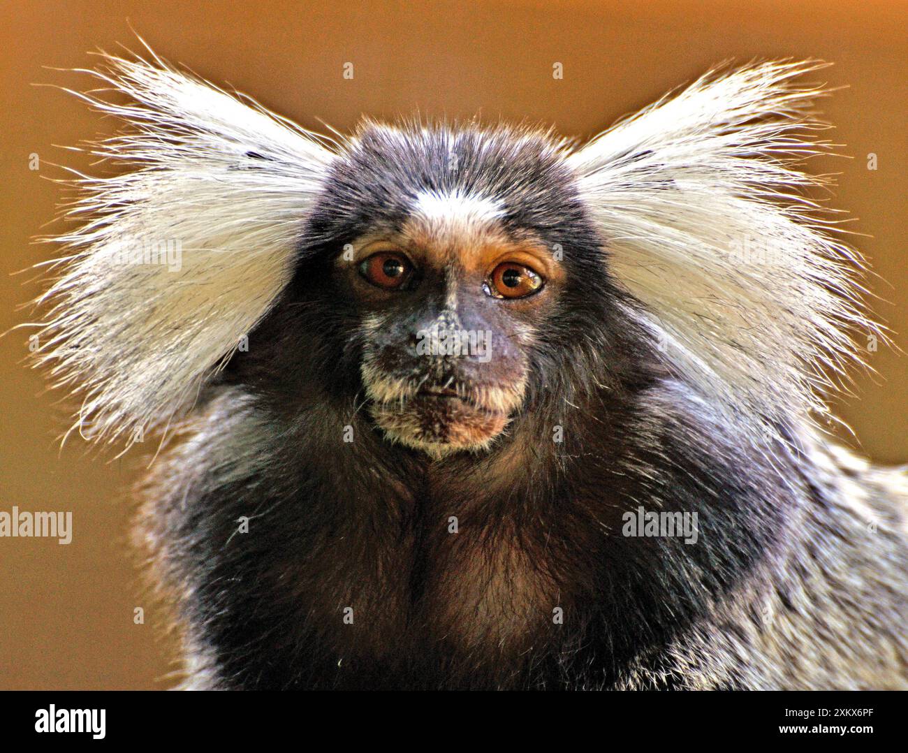 Wildlife marmoset hi-res stock photography and images - Alamy