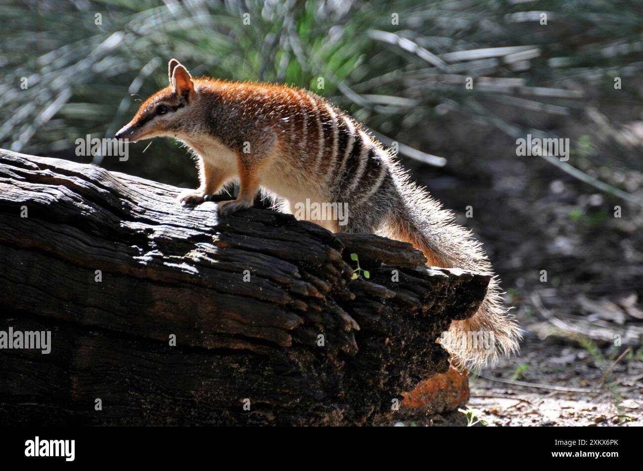 Numbat/ Banded Anteater / Marsupial Anteater Stock Photo - Alamy