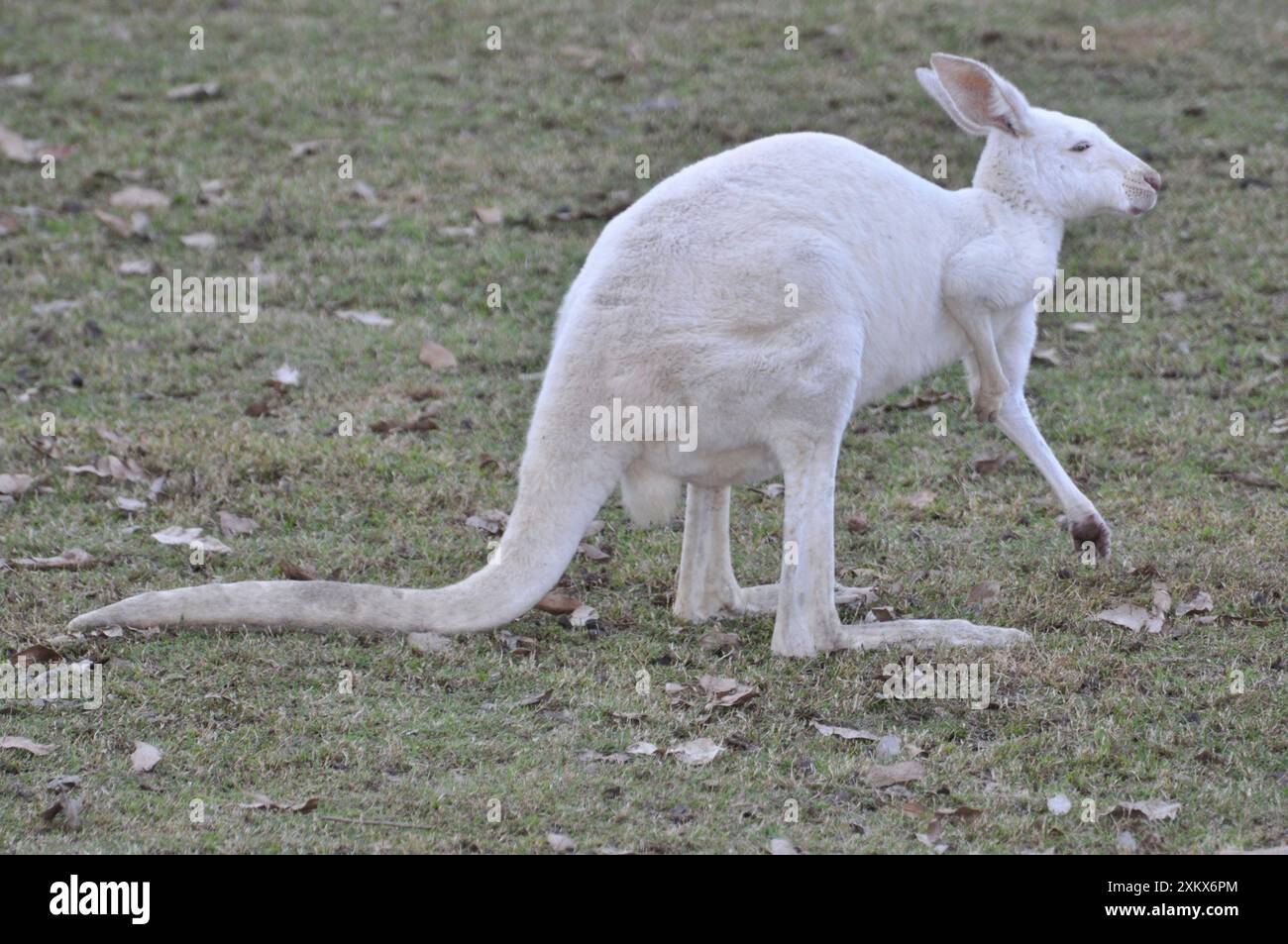 Albino animal hi-res stock photography and images - Alamy