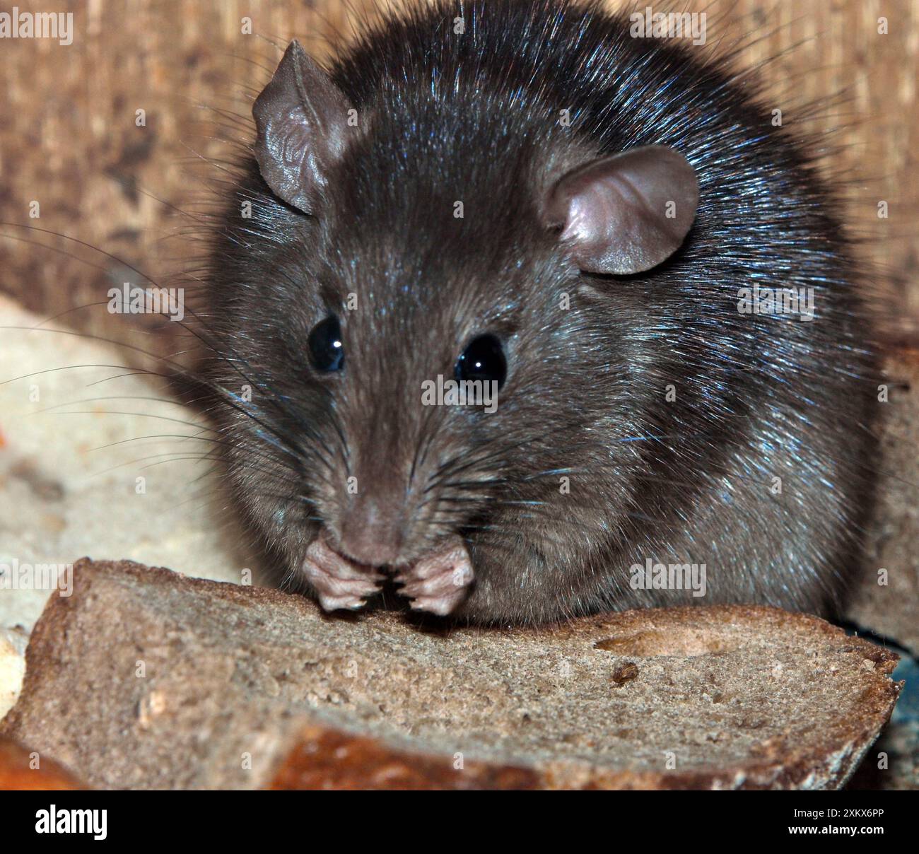 Ship / Black Rat - eating bread Stock Photo - Alamy