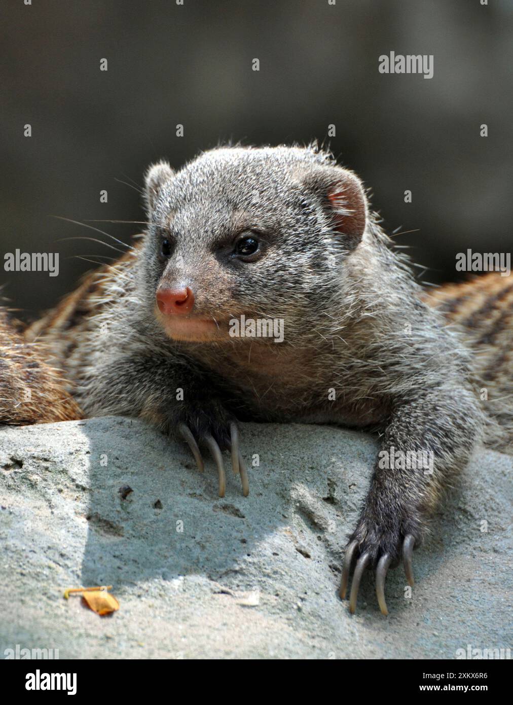 Mongoose mongoose hi-res stock photography and images - Alamy