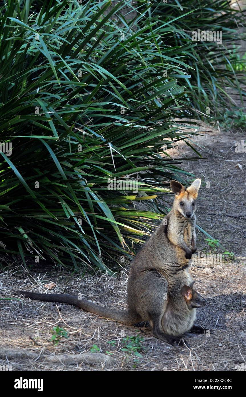 Wallaby with joey in pouch hi-res stock photography and images - Alamy