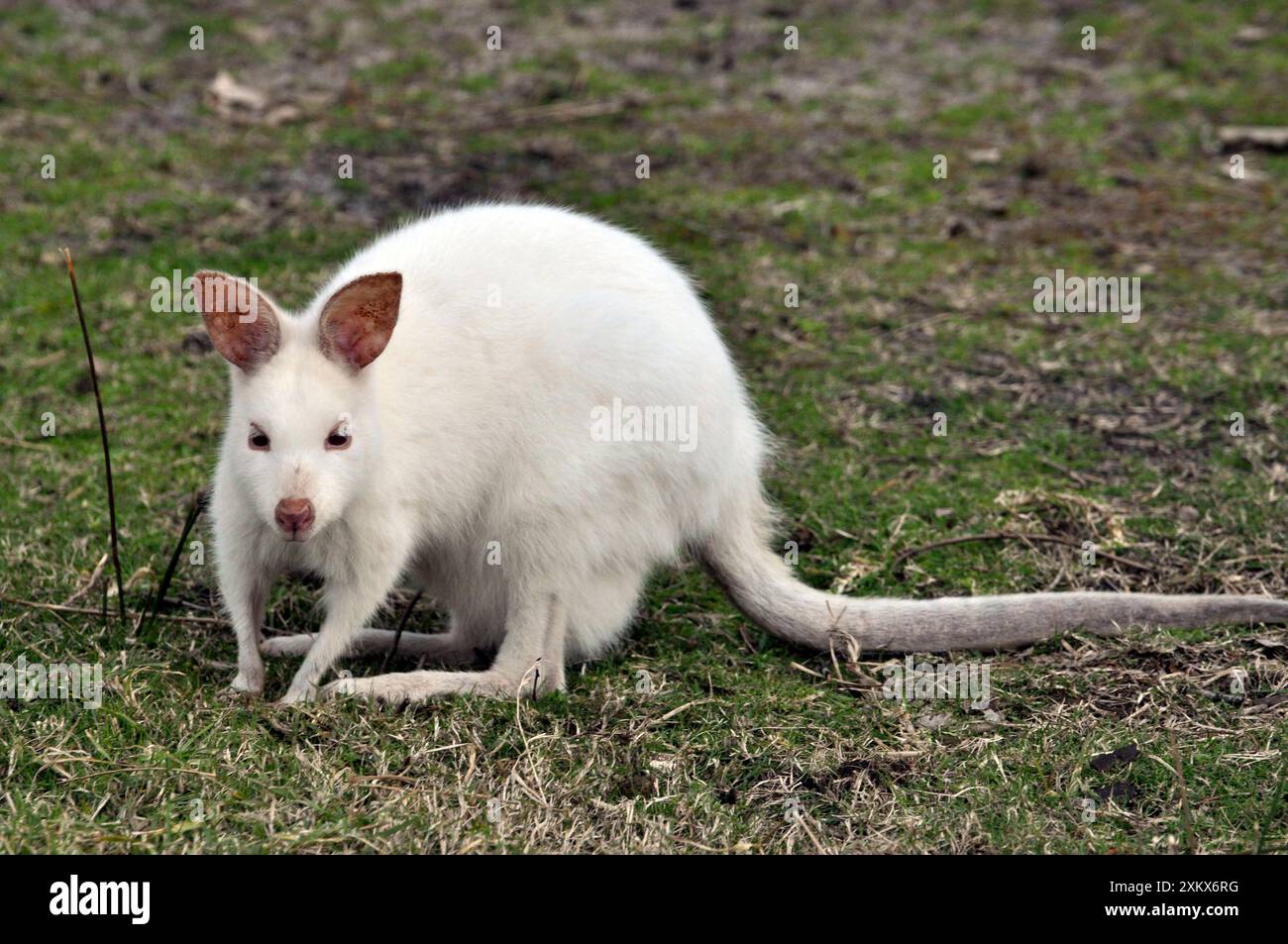 Albino animal hi-res stock photography and images - Alamy