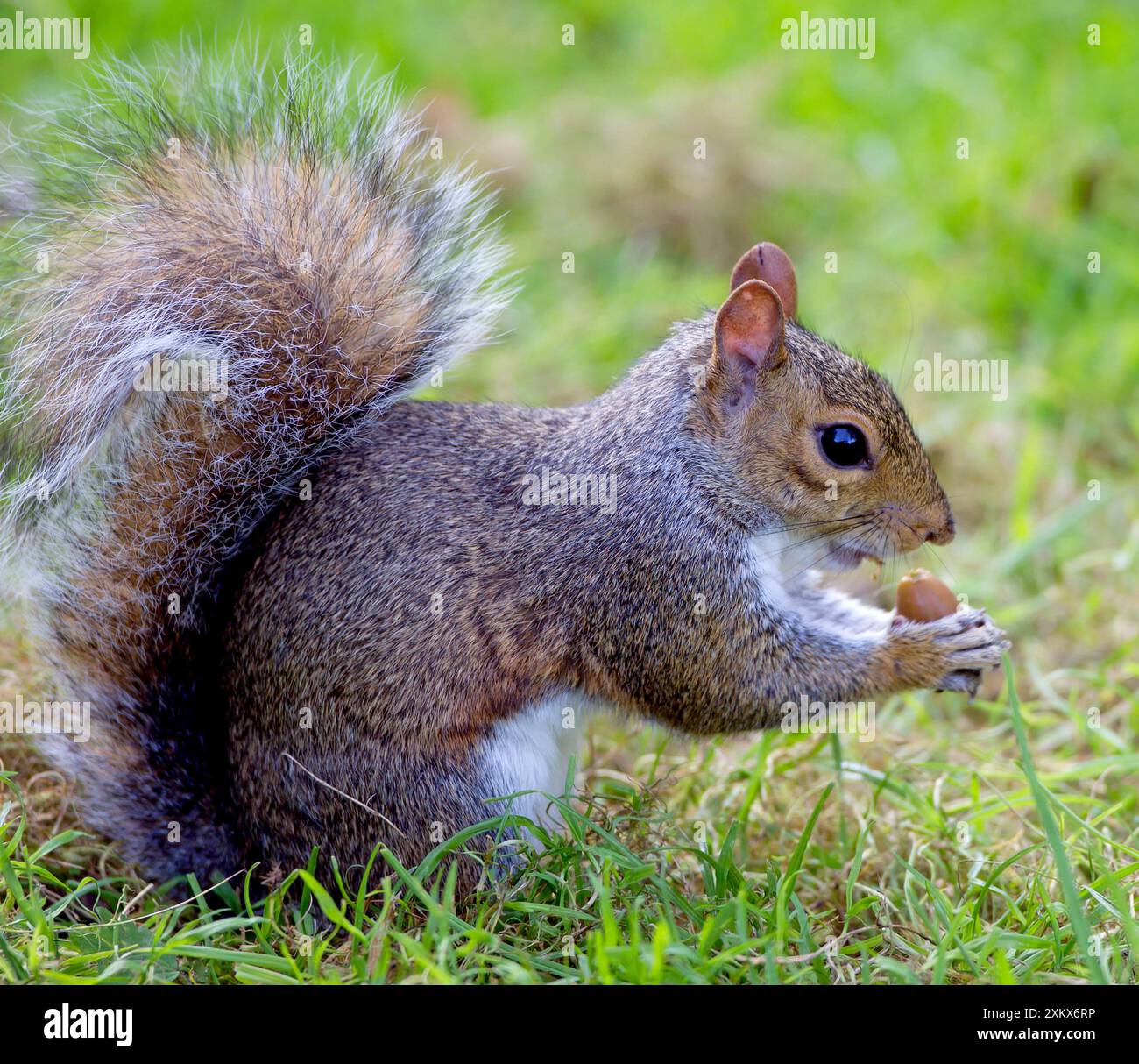 Squirrel eating acorn hi-res stock photography and images - Alamy