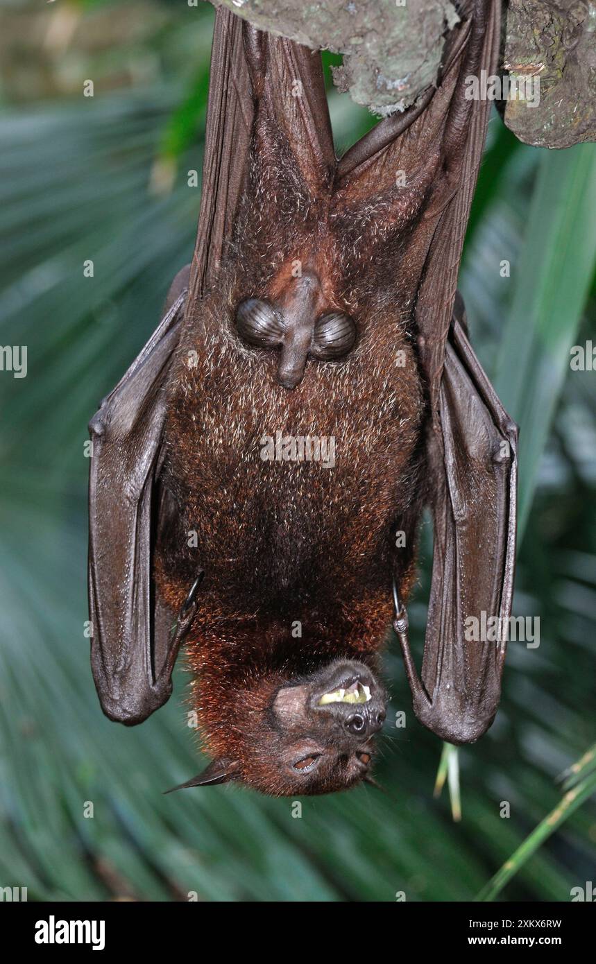 Malayan Flying Fox - male hanging upside down Stock Photo - Alamy